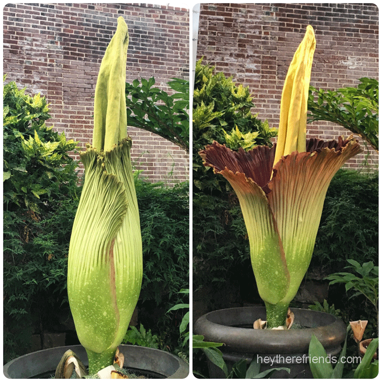 Octavia – hey there, friends